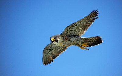 FALCON CAM | Palmyra Cove/Institute for Earth Observations