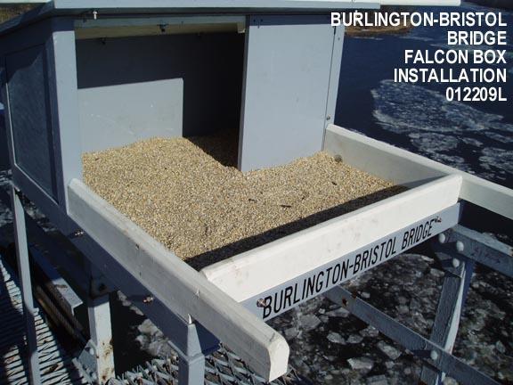 FALCON CAM - Palmyra Cove/Institute for Earth Observations