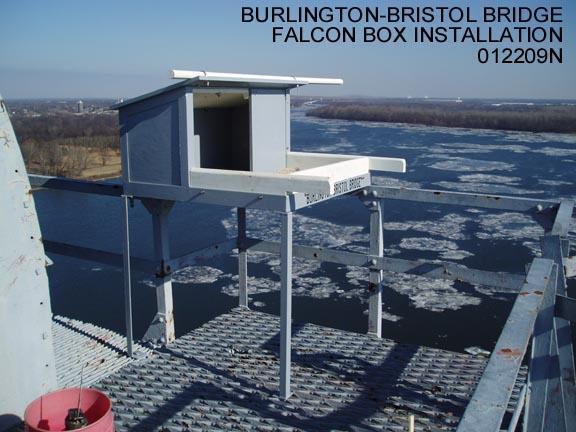 FALCON CAM - Palmyra Cove/Institute for Earth Observations