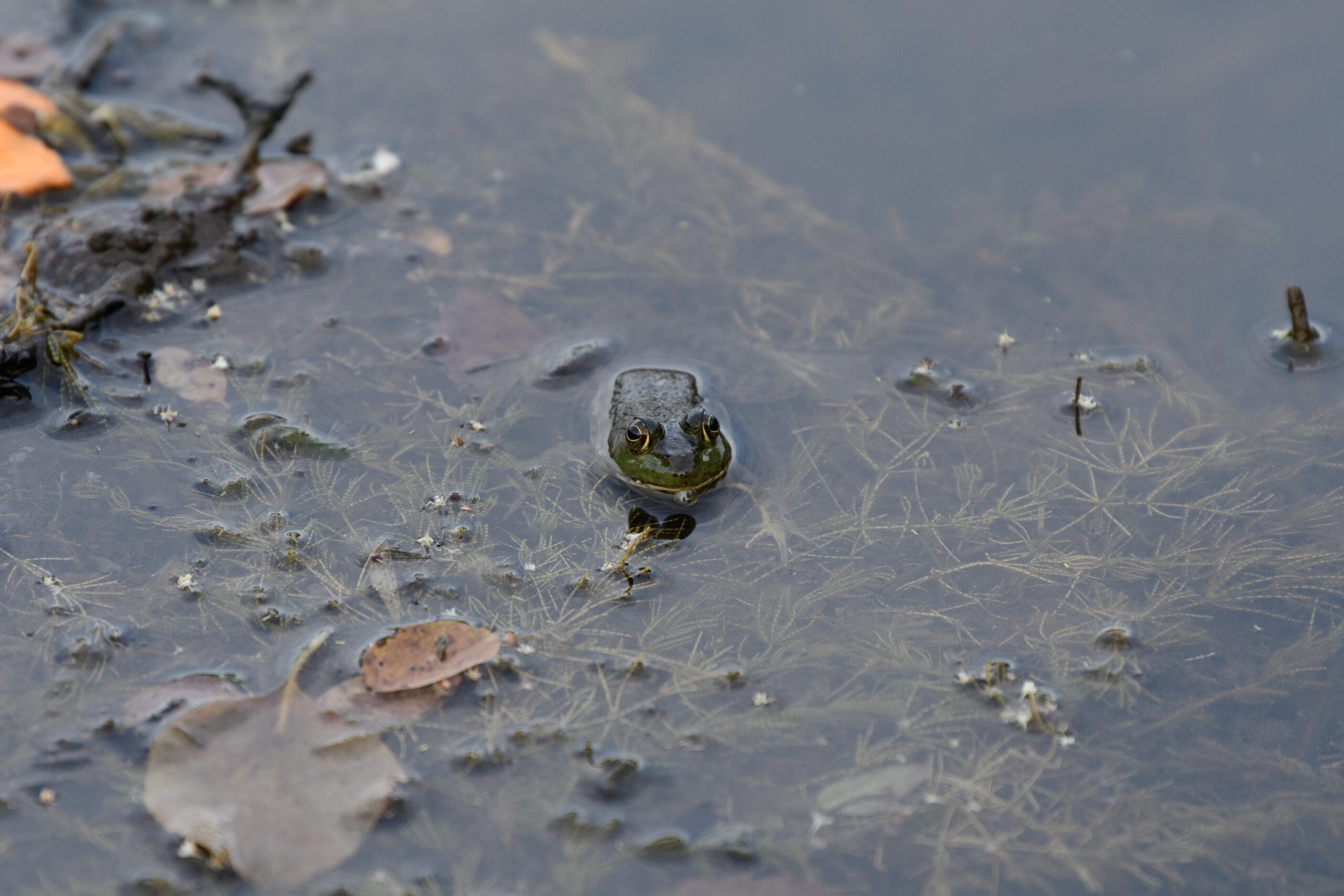 Palmyra Cove/Institute for Earth Observations | nature park & STEM ...