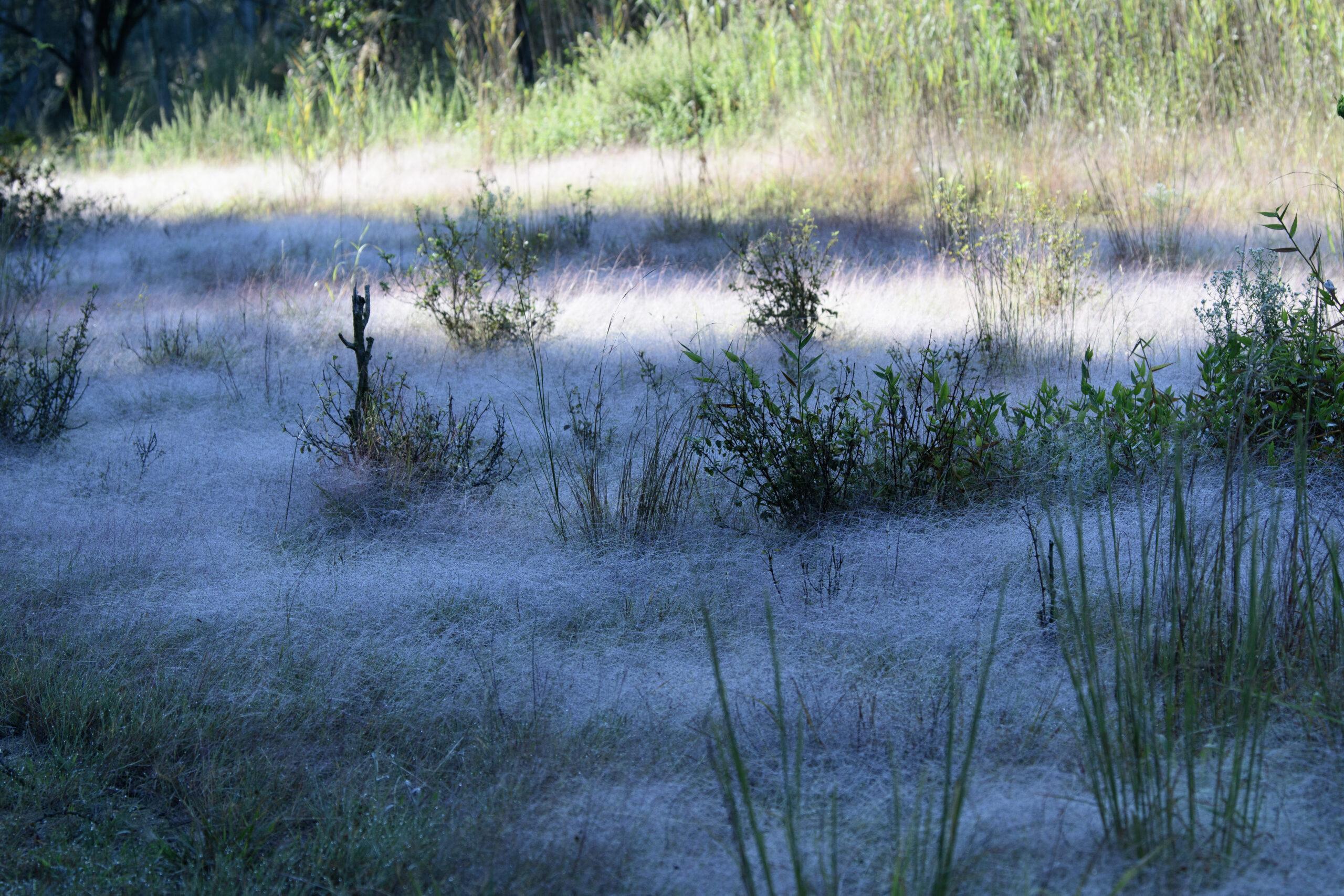 Palmyra Cove/Institute for Earth Observations | nature park & STEM ...