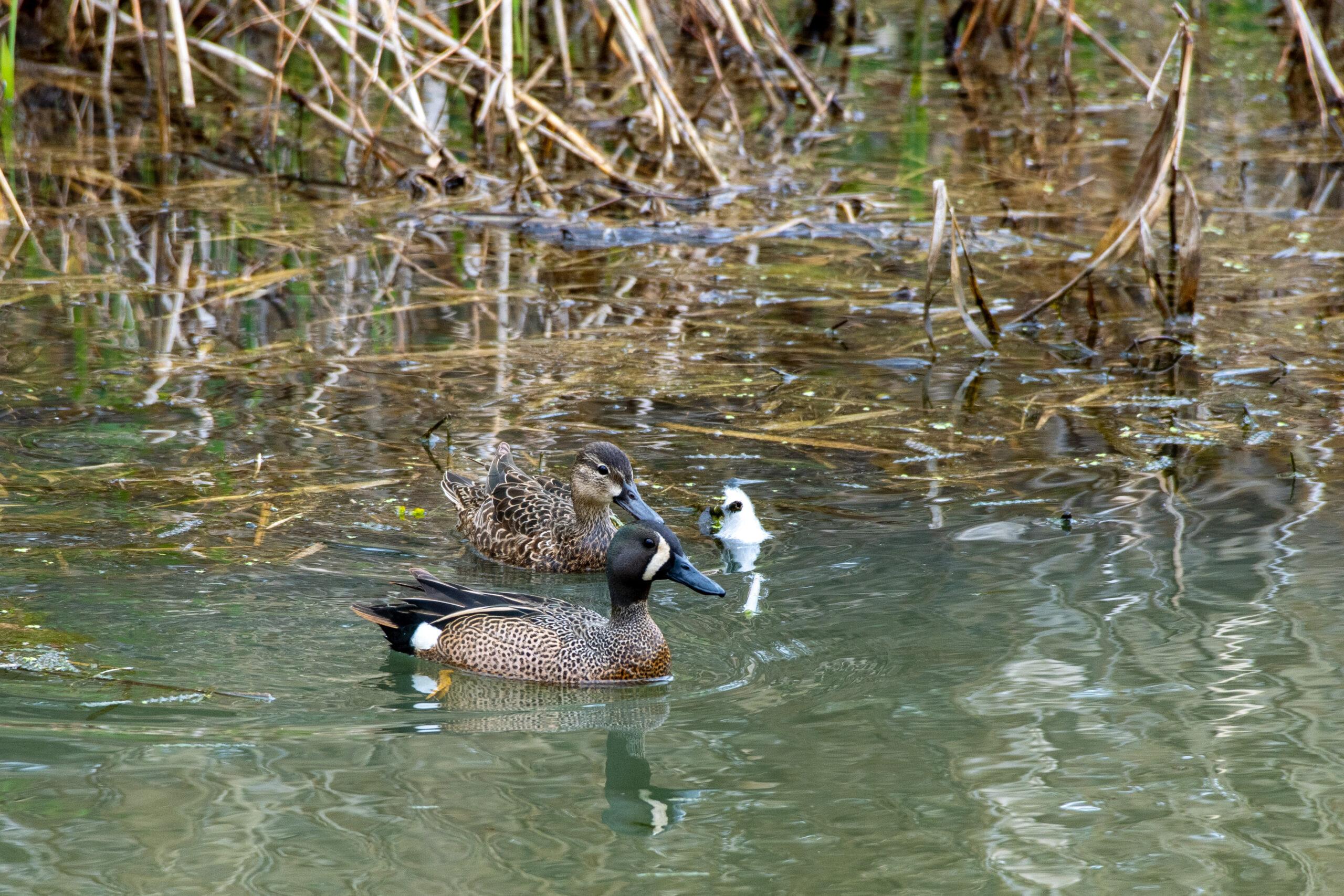 Palmyra Cove/Institute for Earth Observations | nature park & STEM ...